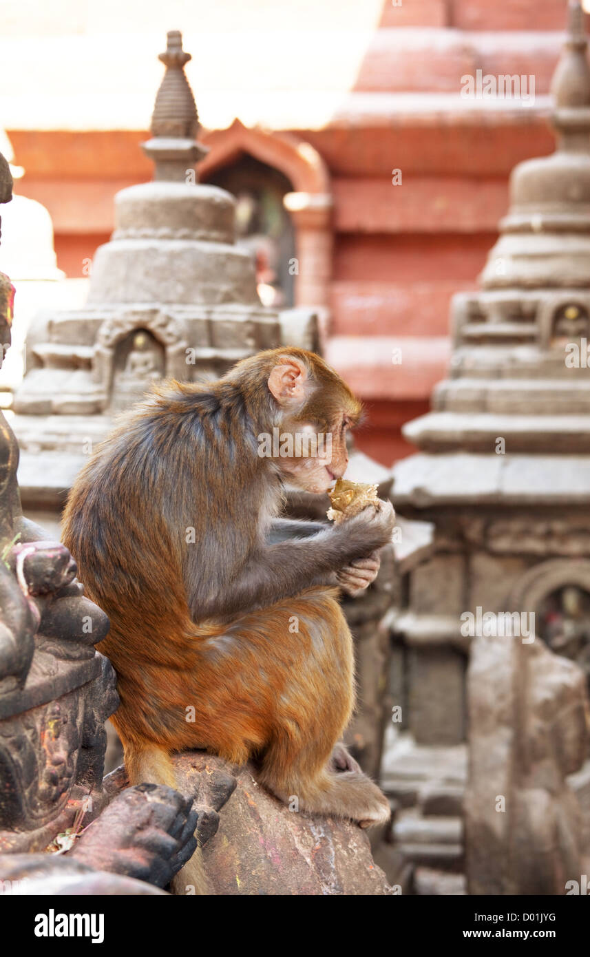 monkey in buddhist temple Stock Photo - Alamy