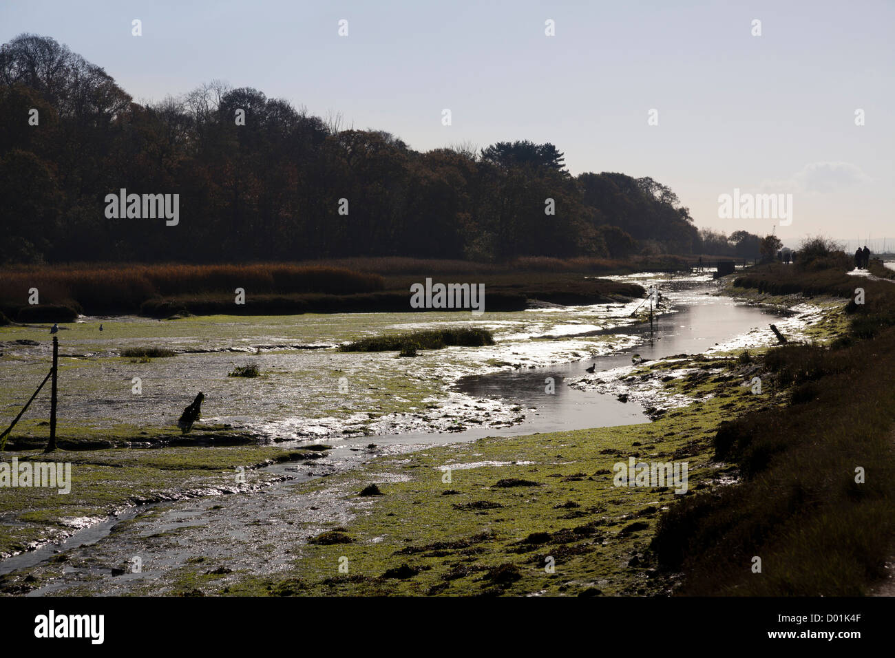saltmarsh mud flats exposed by outgoing tide alongside River Hamble ...
