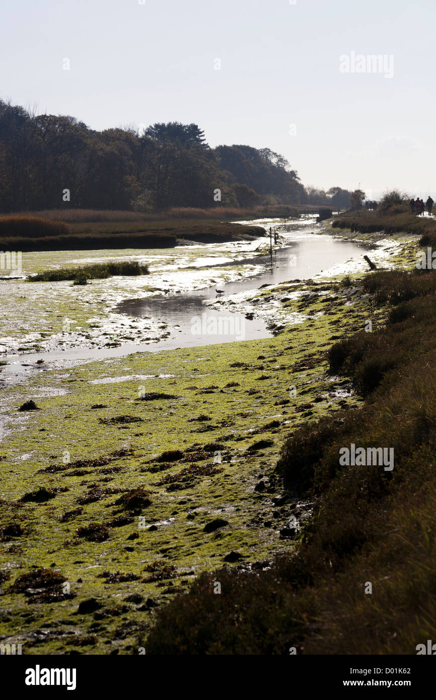 saltmarsh mud flats exposed by outgoing tide alongside River Hamble ...