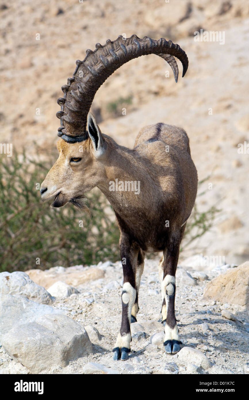 Nubian ibex in Ein Gedi at the Dead Sea. Israel Stock Photo - Alamy