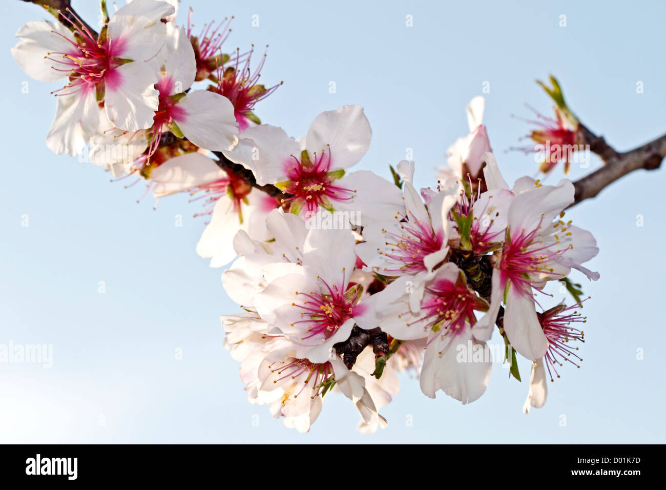 Almond flower hi-res stock photography and images - Alamy