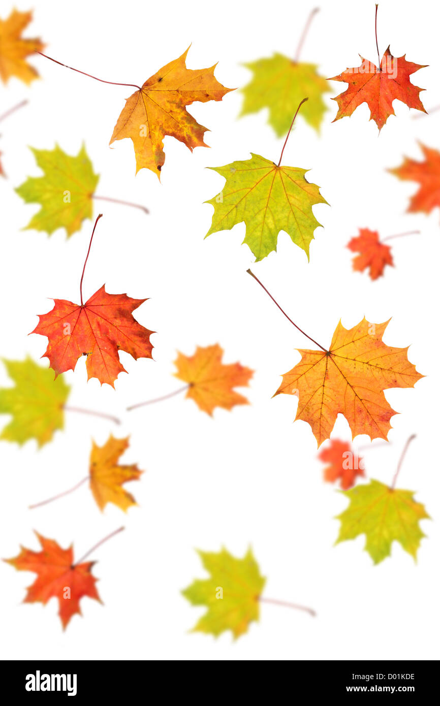Autumn background - maple leafs falling down, isolated on white Stock ...