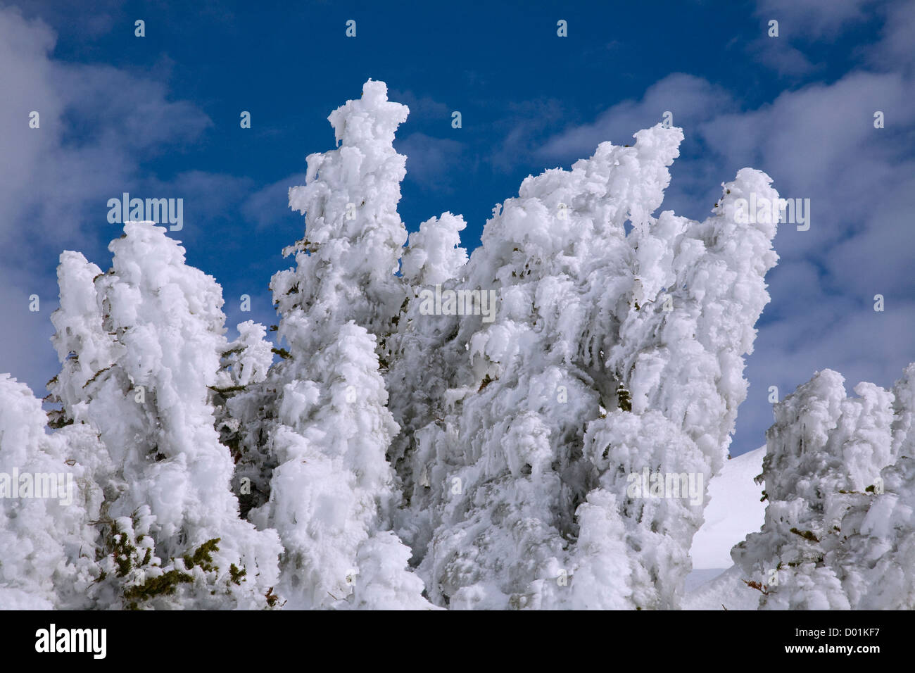 Alpine trees hi-res stock photography and images - Alamy