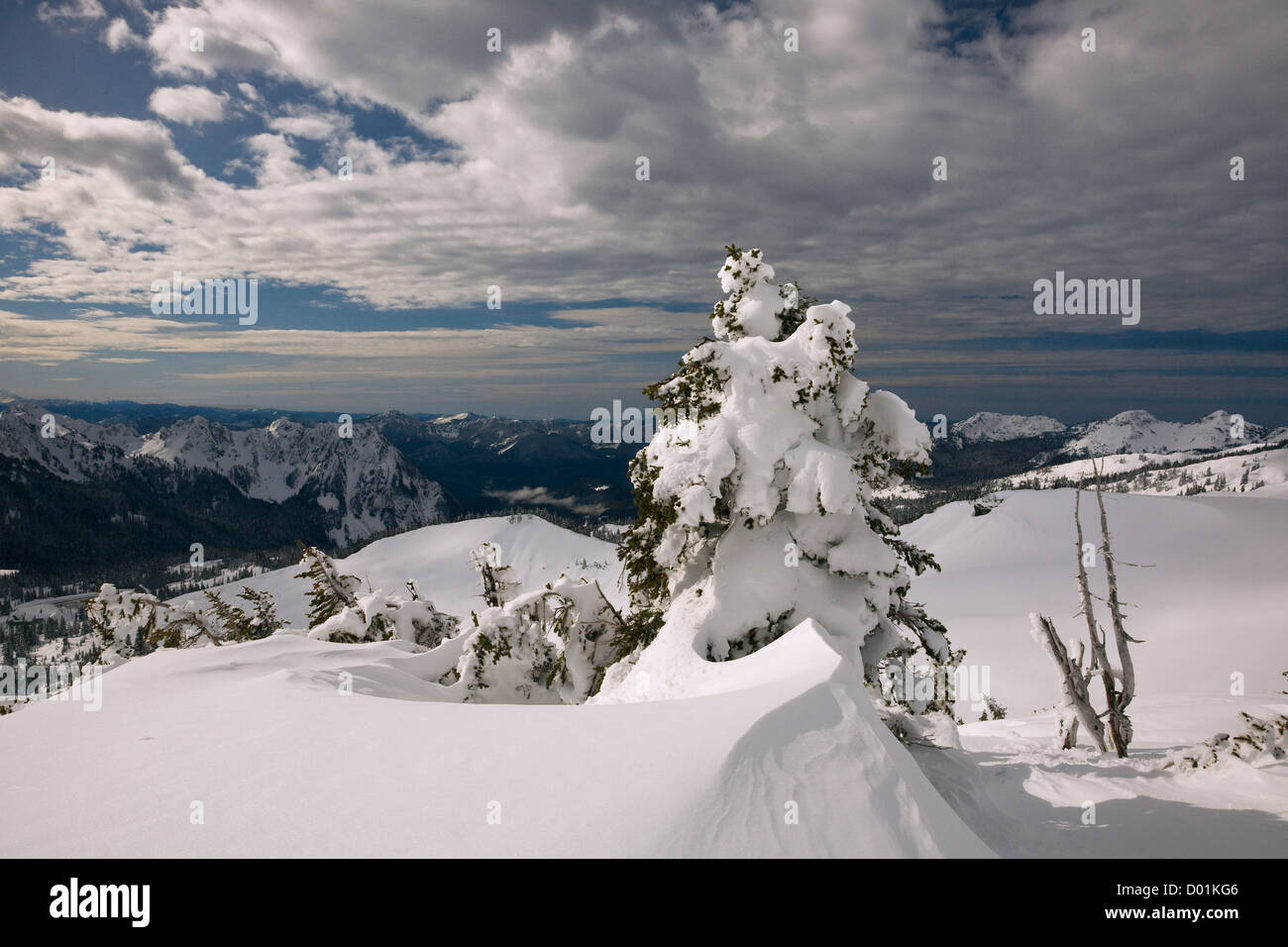 Rimed tree hi-res stock photography and images - Alamy