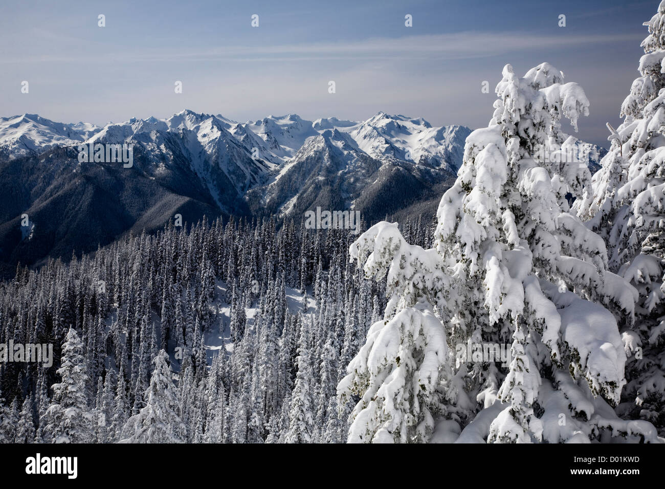 Snow covered trees and the Olympic Mountain Range from the Wolf Creek ...