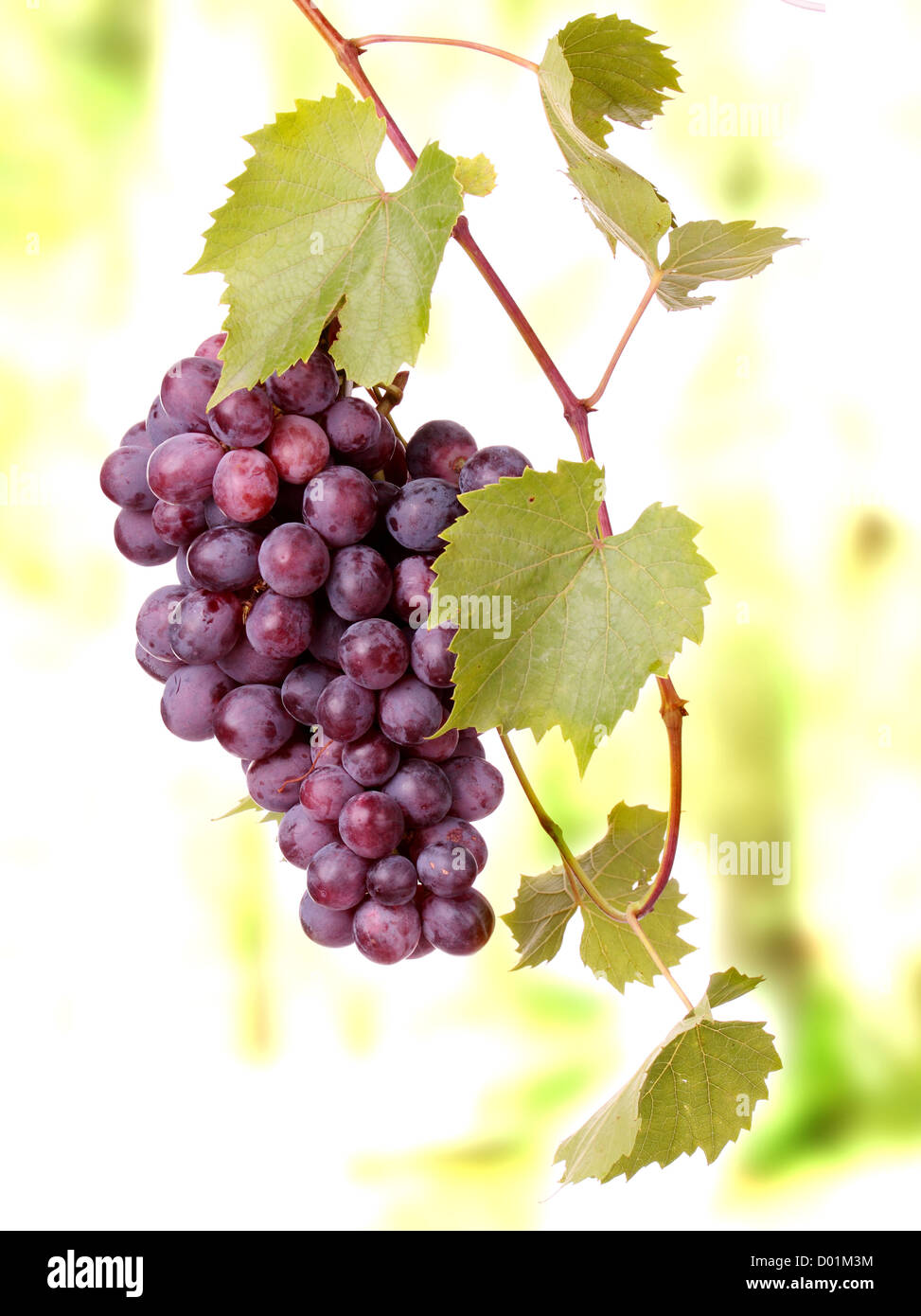 Red grape cluster Stock Photo - Alamy