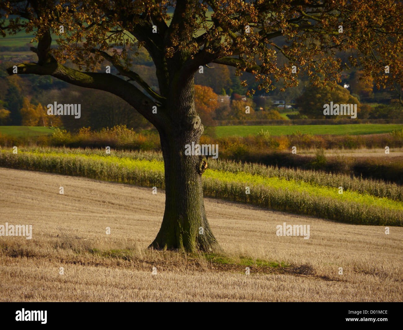Tree and fields in a rural Nottinghamshire English landscape in autumn ...