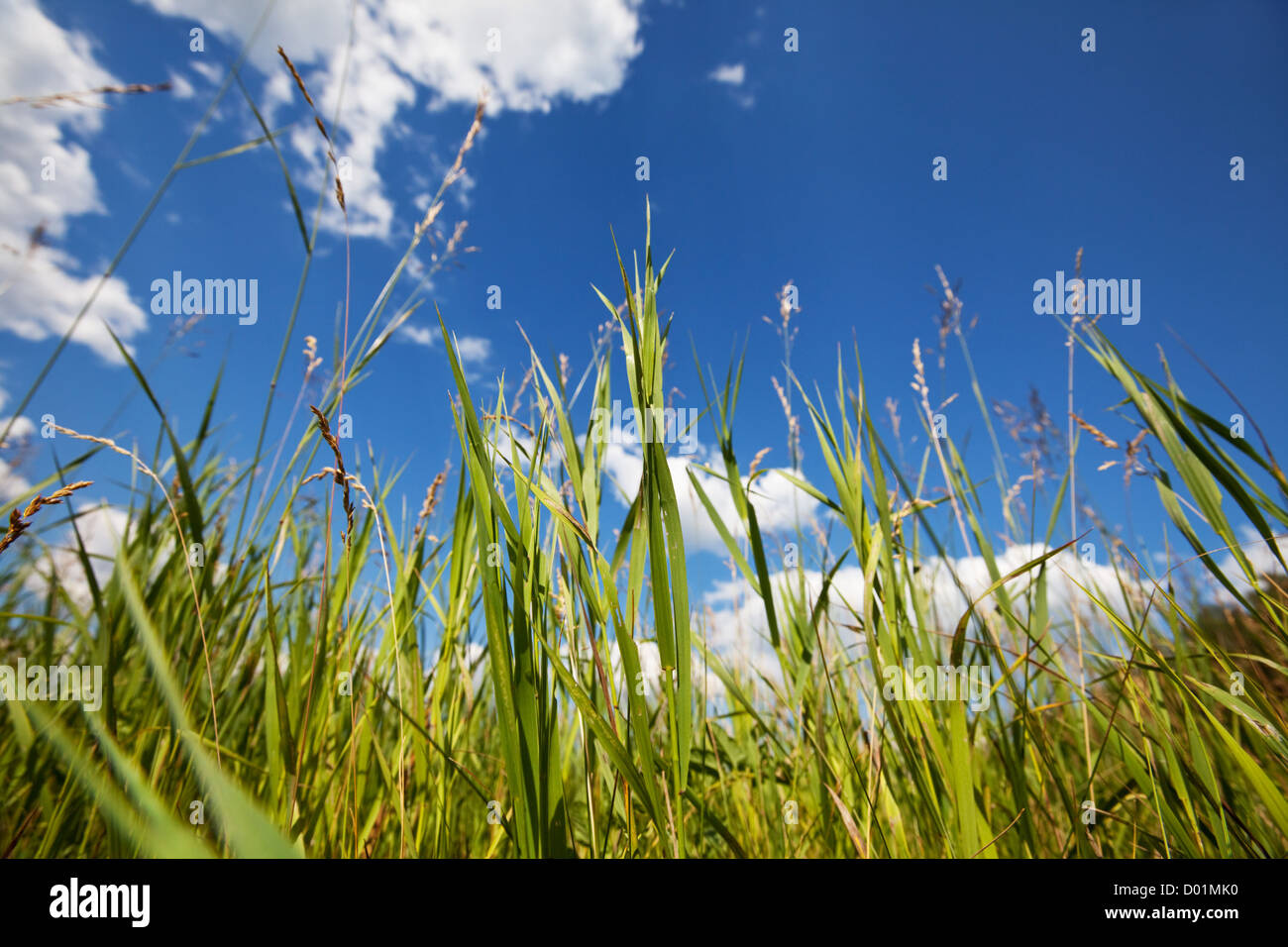 grass and sky Stock Photo - Alamy