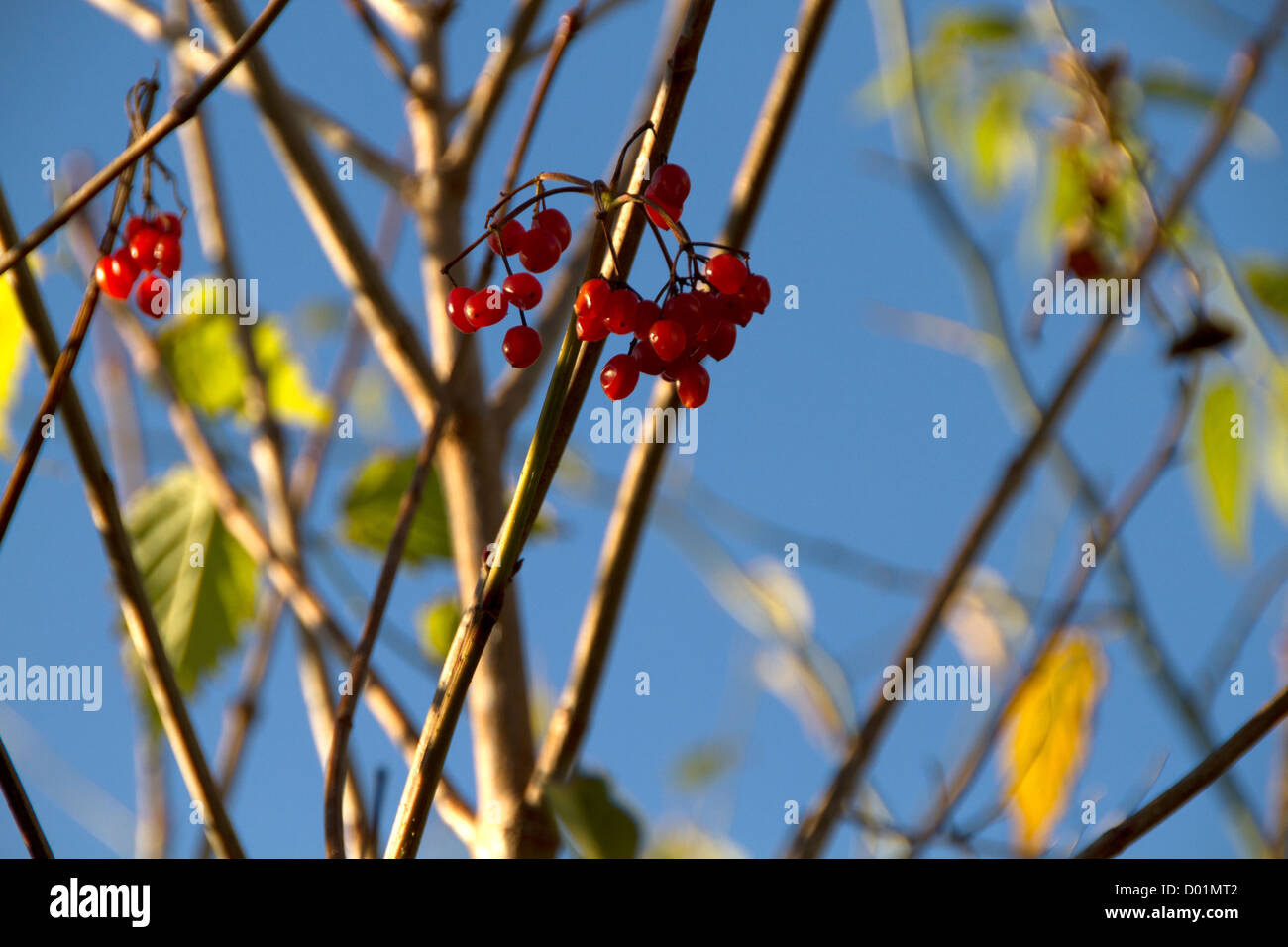 Autumn leaves and red berries against clear blue sky Stock Photo - Alamy