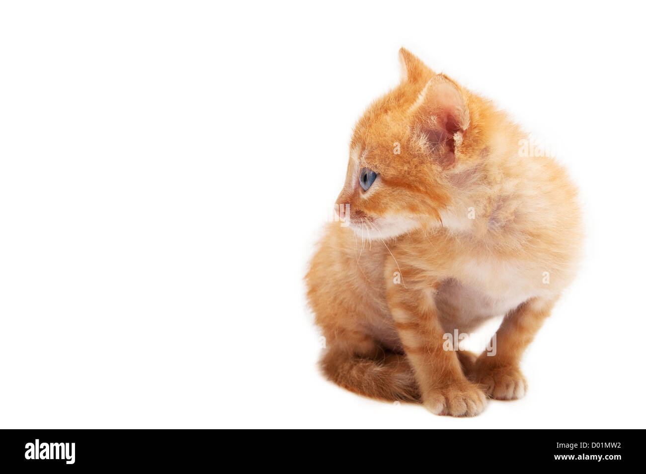 little kitten isolated Stock Photo - Alamy
