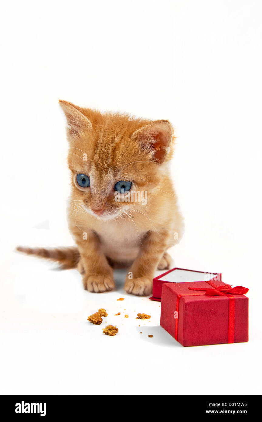 Cute red gift box hi-res stock photography and images - Alamy