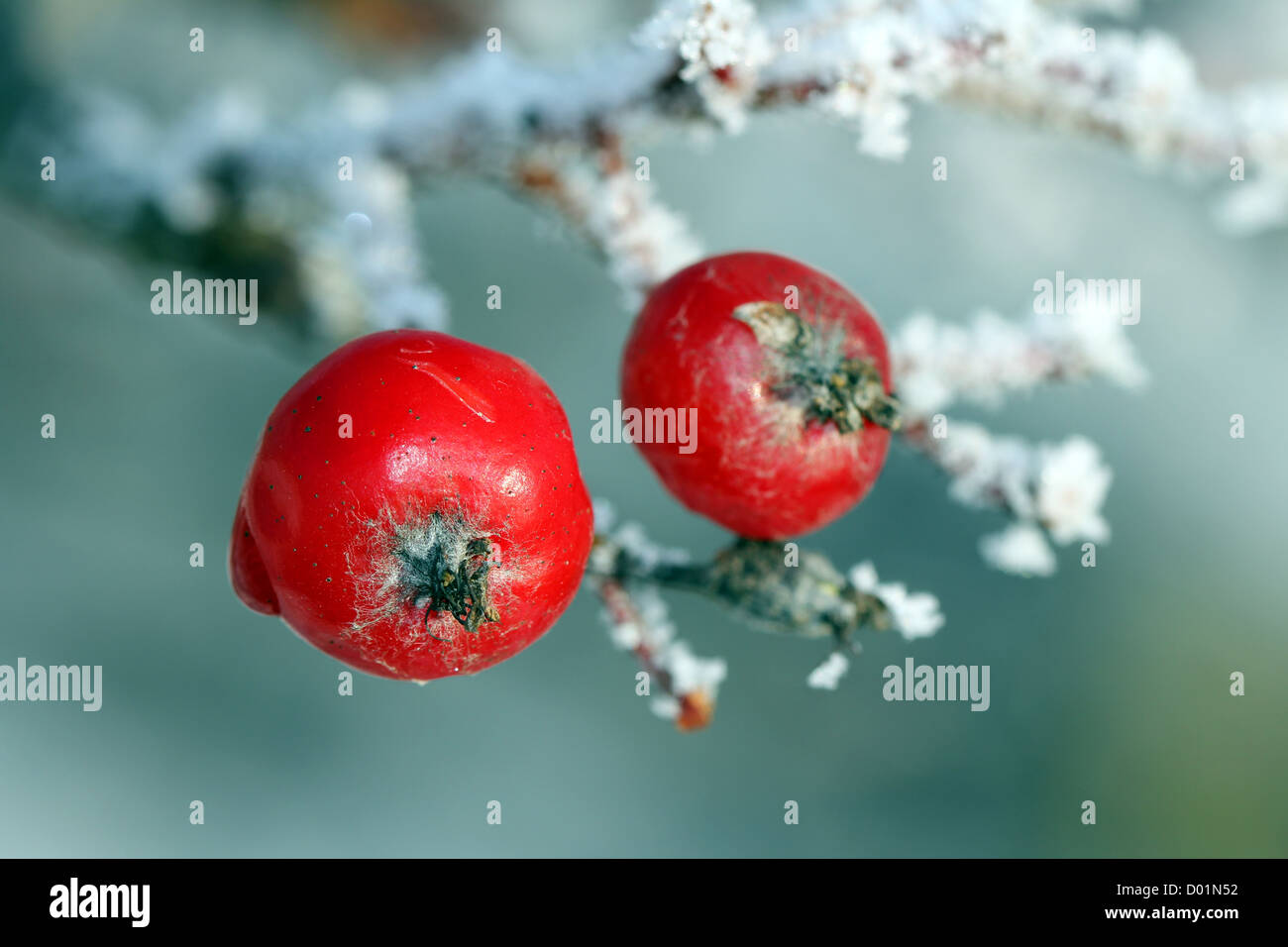 Frost images hi-res stock photography and images - Alamy
