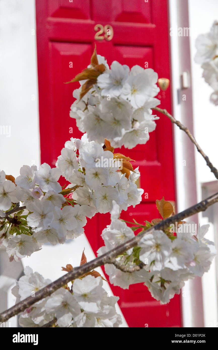 Spring is busting out all over in a quiet Kensington street Stock Photo ...