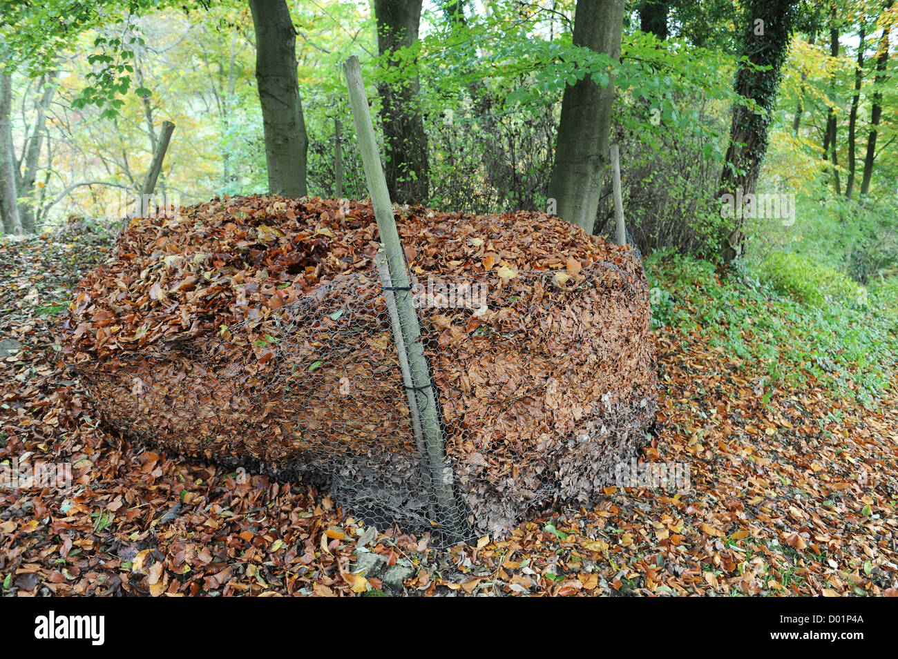 Autumn leaves in a leaf compost bin at Arden hall , north yorkshire ...
