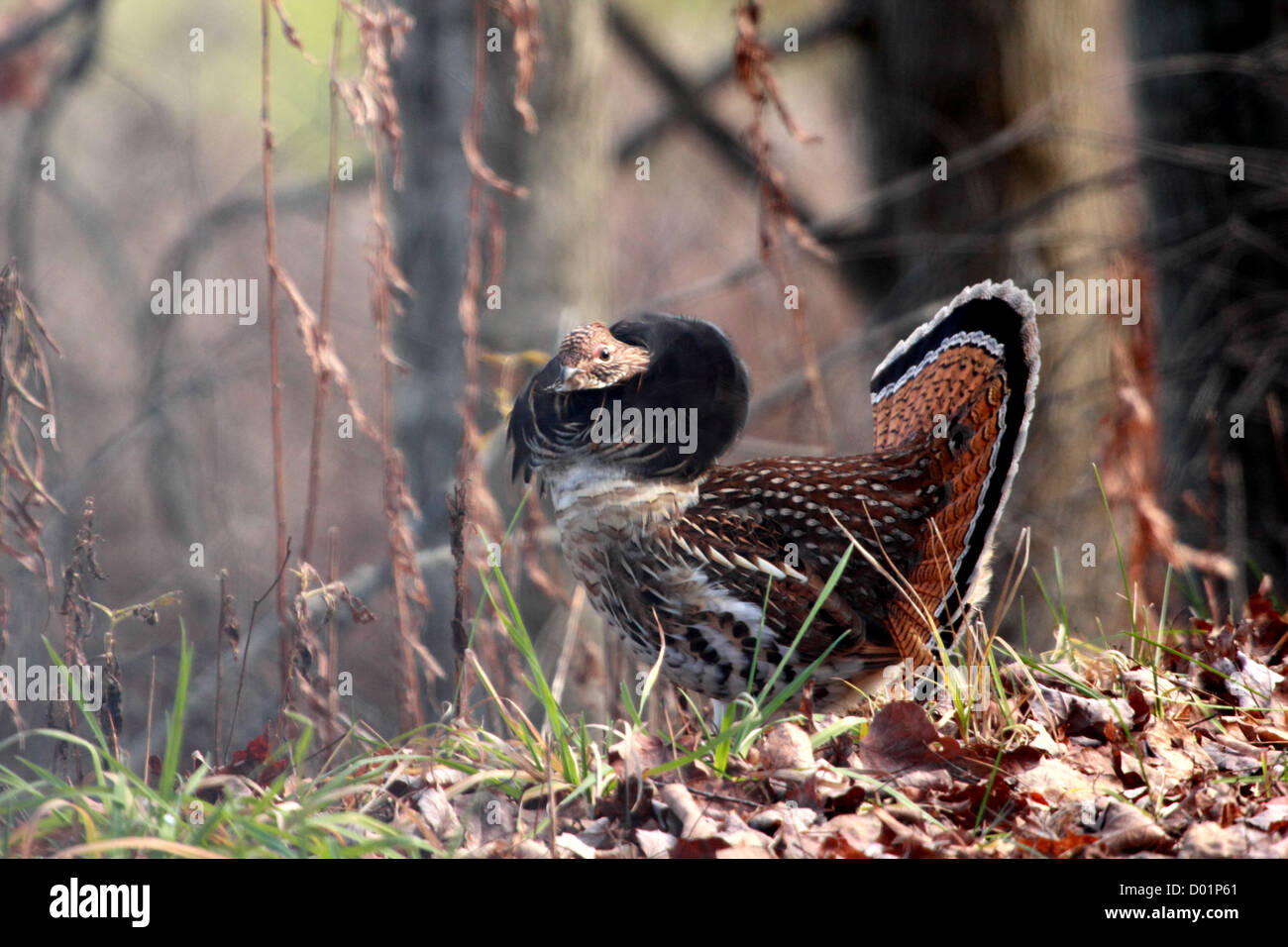 D01p61 hi-res stock photography and images - Alamy