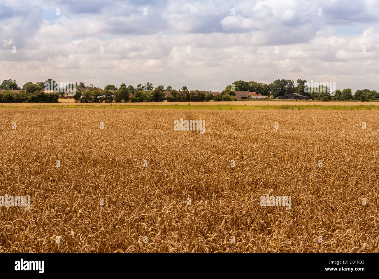 UK Countryside field Suffolk UK Stock Photo - Alamy