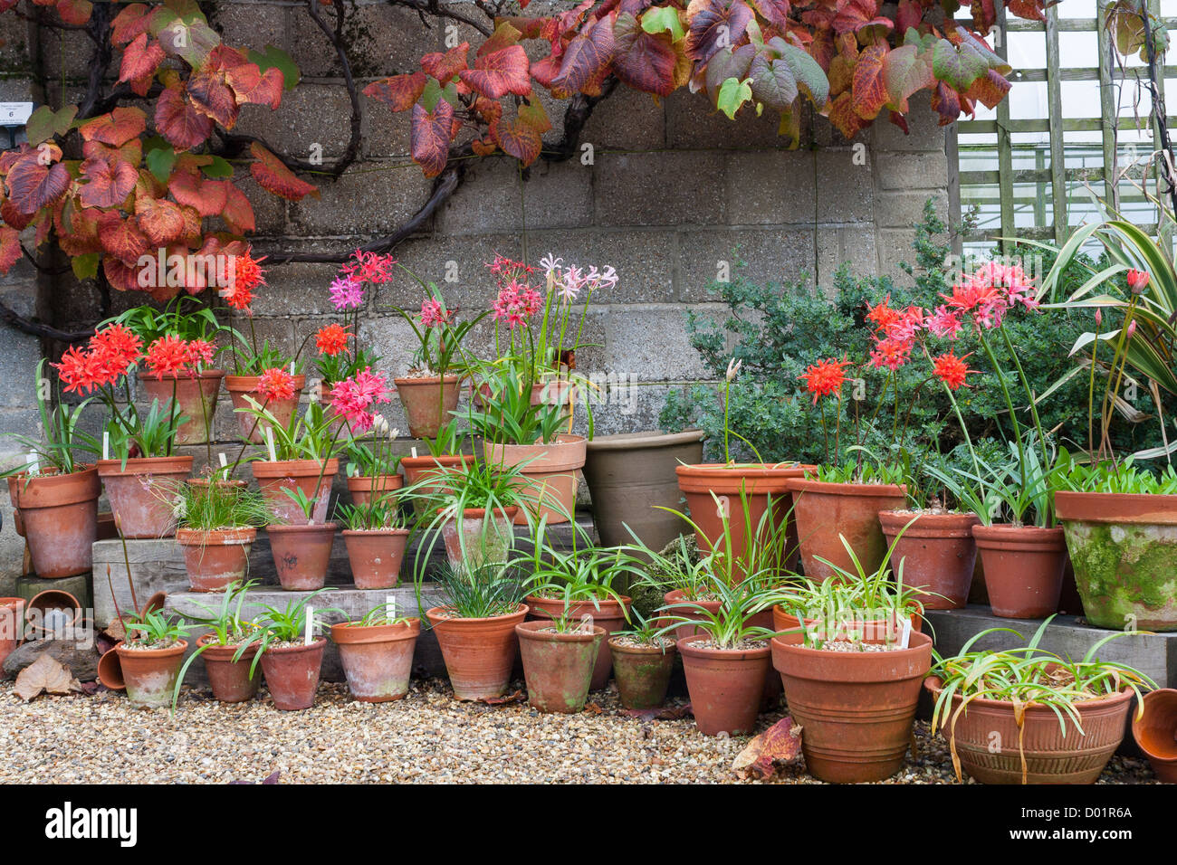 Array of flowers at various stages of potting Stock Photo - Alamy