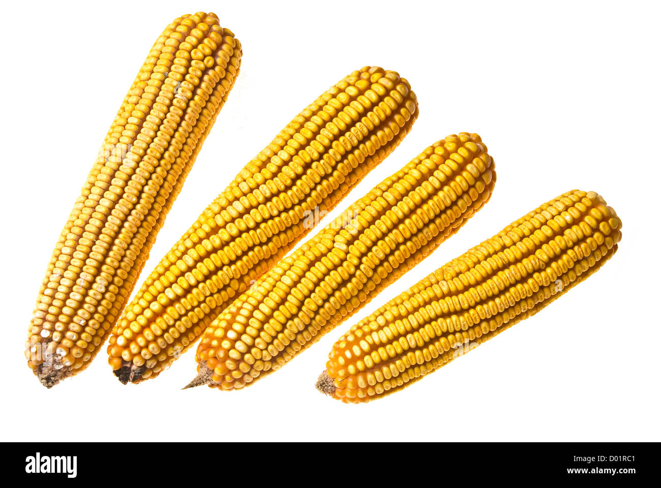 Yellow Corncob isolated on white Stock Photo - Alamy