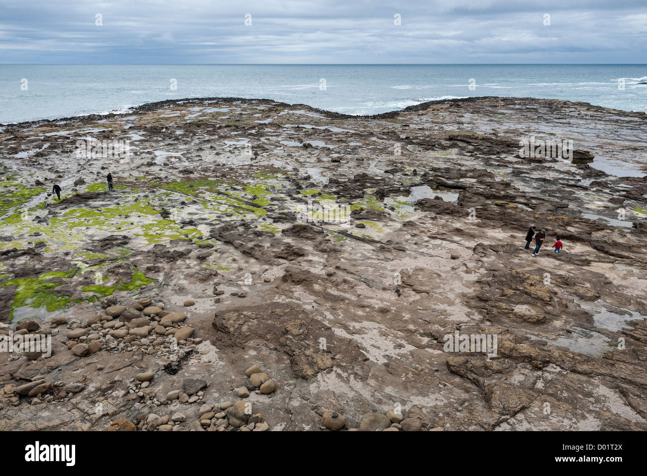 Curio Bay, fossil forest.Petrified forest fossilised Jurassic trees ... Curio Bay, fossil forest.Petrified forest fossilised Jurassic trees ...