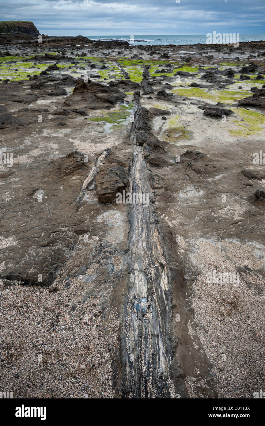 Curio Bay, fossil forest.Petrified forest fossilised Jurassic trees ... Curio Bay, fossil forest.Petrified forest fossilised Jurassic trees ...