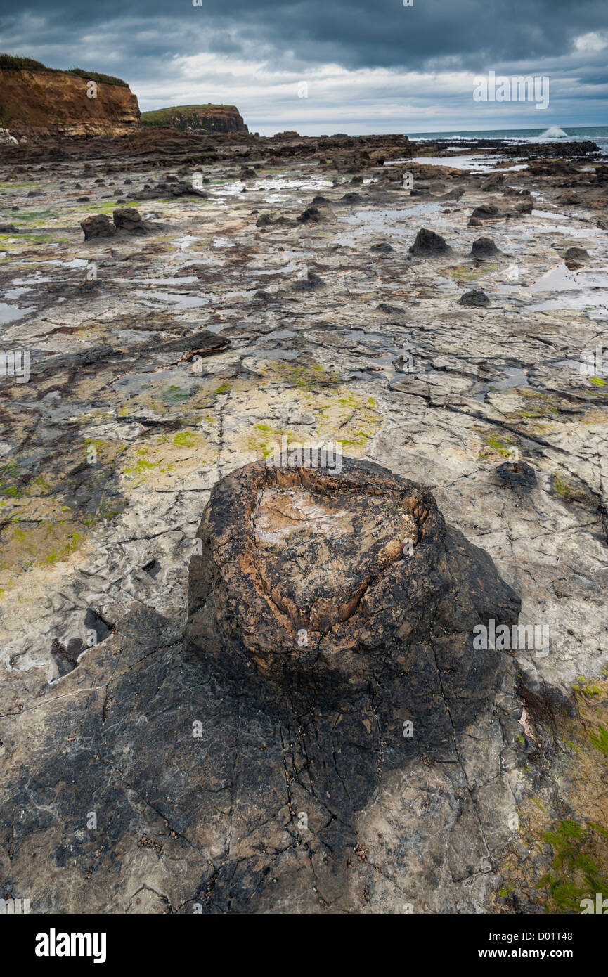 Curio Bay, fossil tree stump. Petrified forest, fossilised Jurassic ... Curio Bay, fossil tree stump. Petrified forest, fossilised Jurassic ...