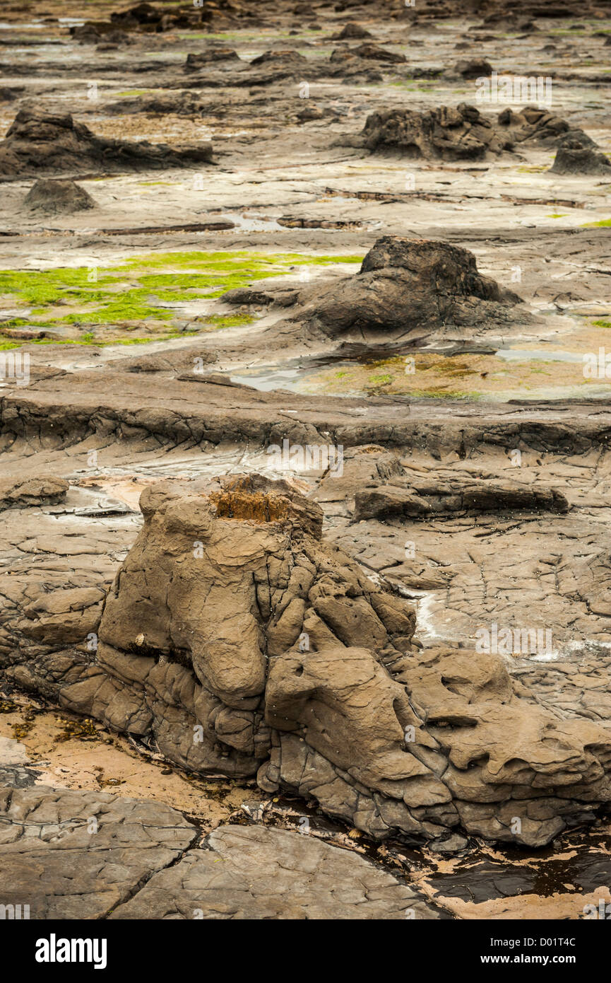 Fossil tree hi-res stock photography and images - Alamy
