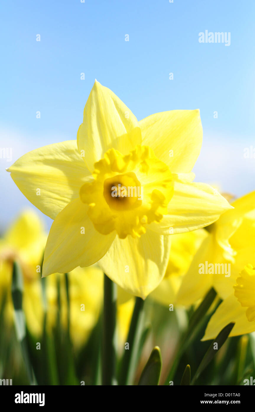 Yellow daff hi-res stock photography and images - Alamy