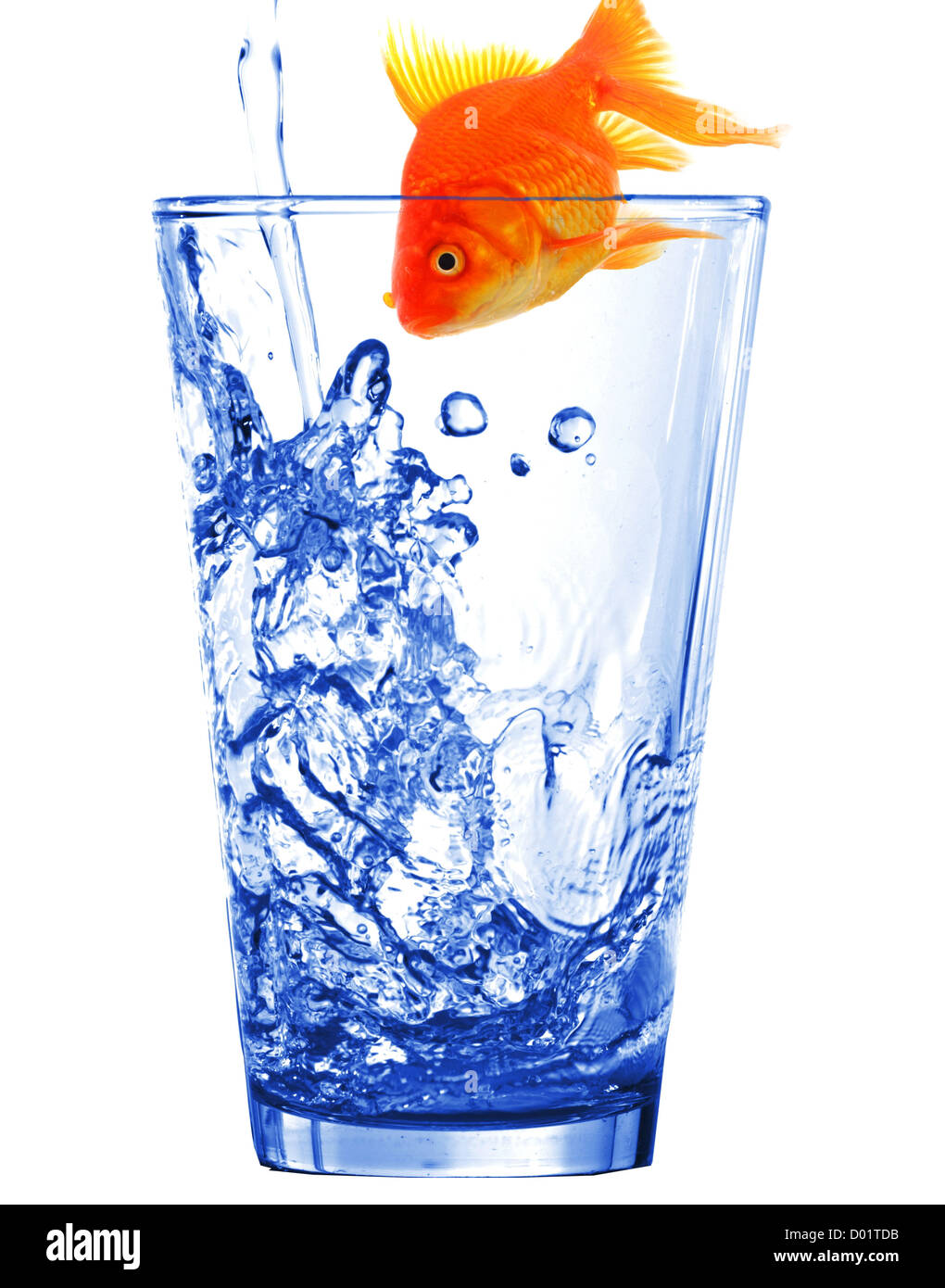 goldfish in water glass fishtank isolated on white background Stock ...