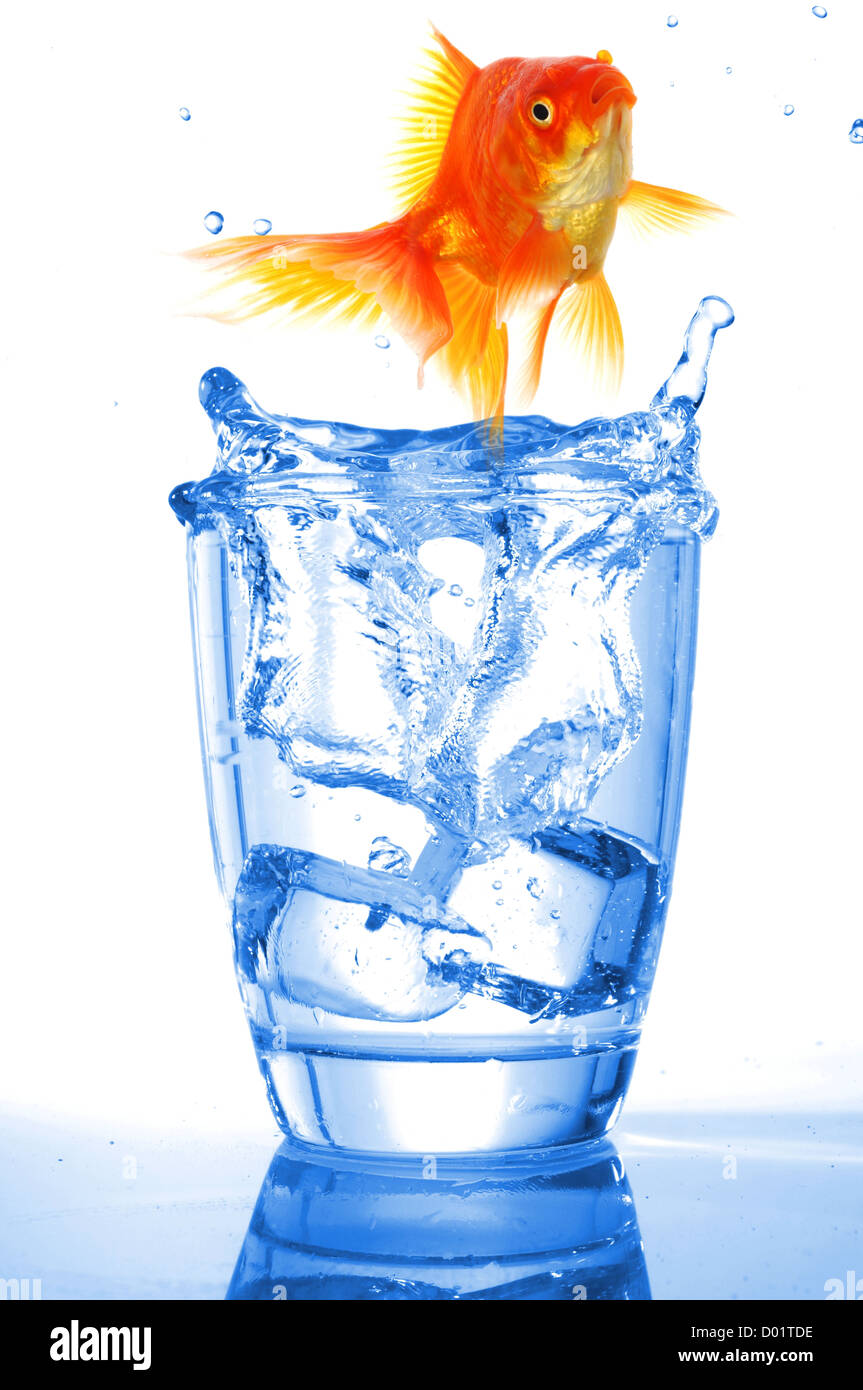 goldfish in water glass fishtank isolated on white background Stock ...