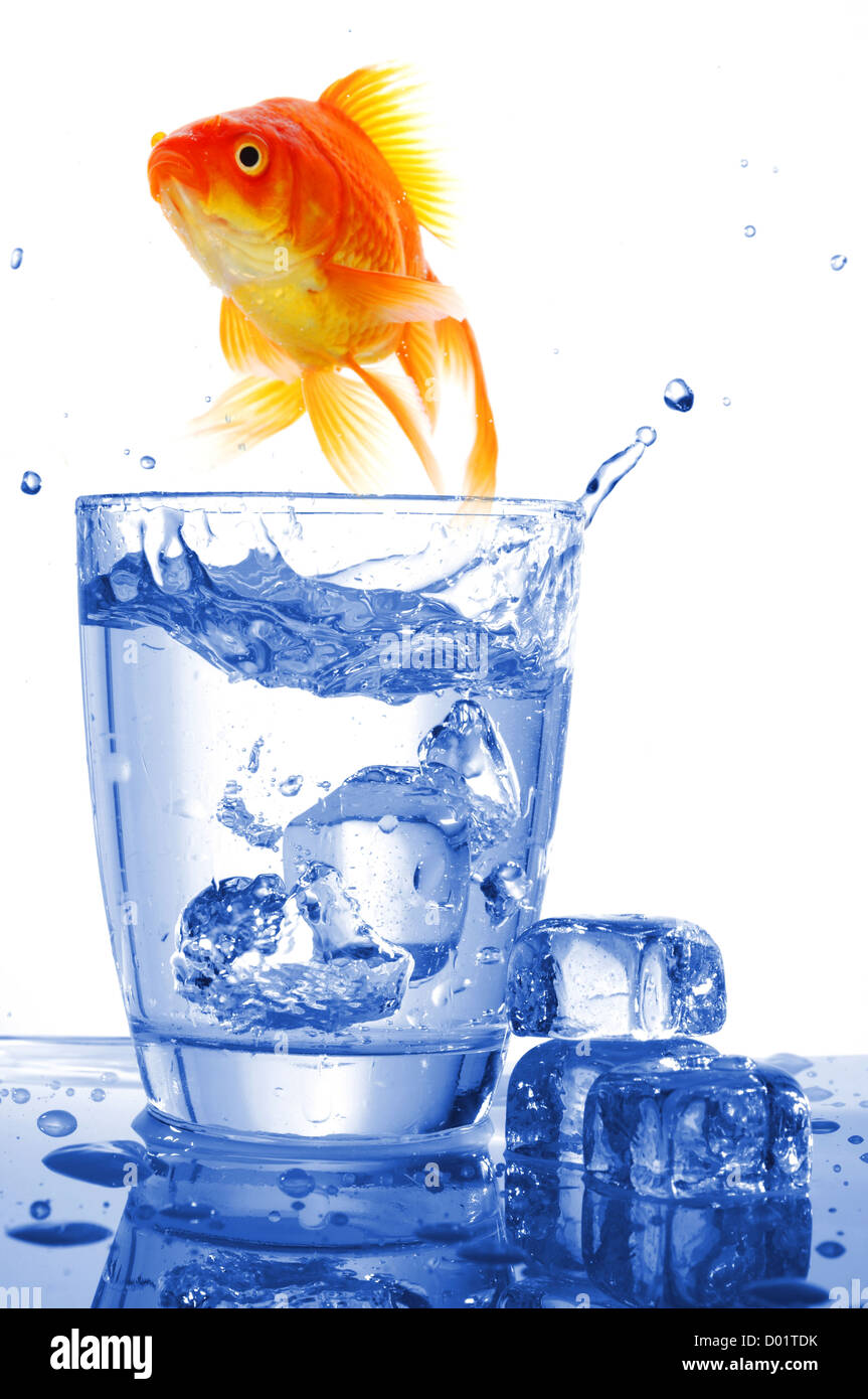 goldfish in cocktail drink glass and water showing bar flee free or ...