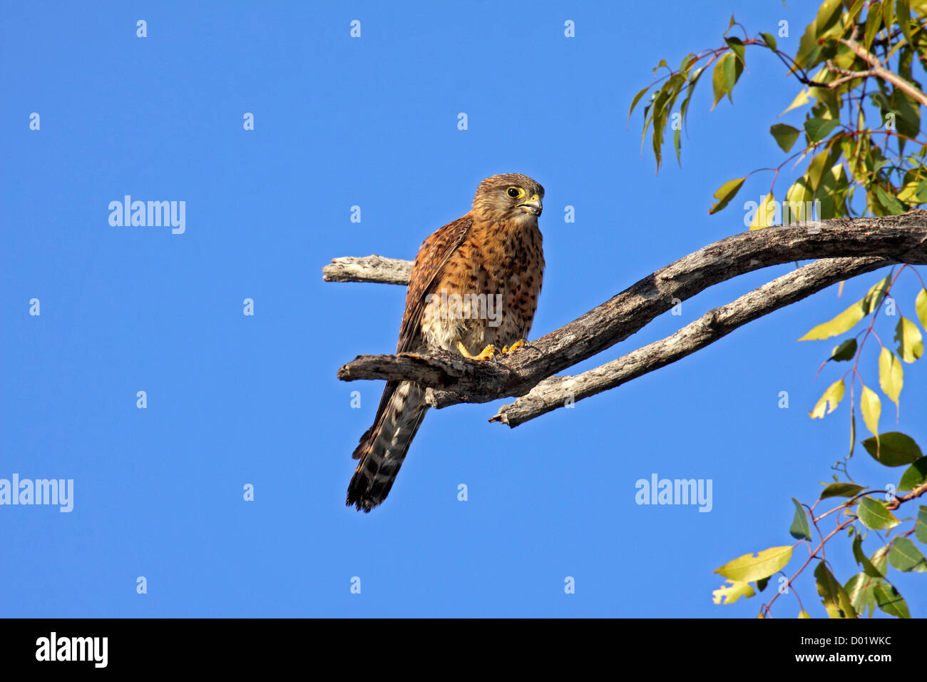 Kestrel perch hi-res stock photography and images - Alamy