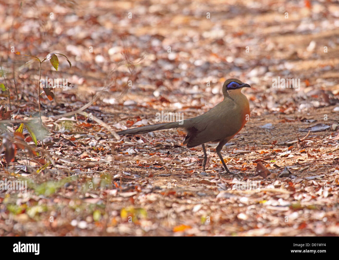 Madagascar couas hi-res stock photography and images - Alamy