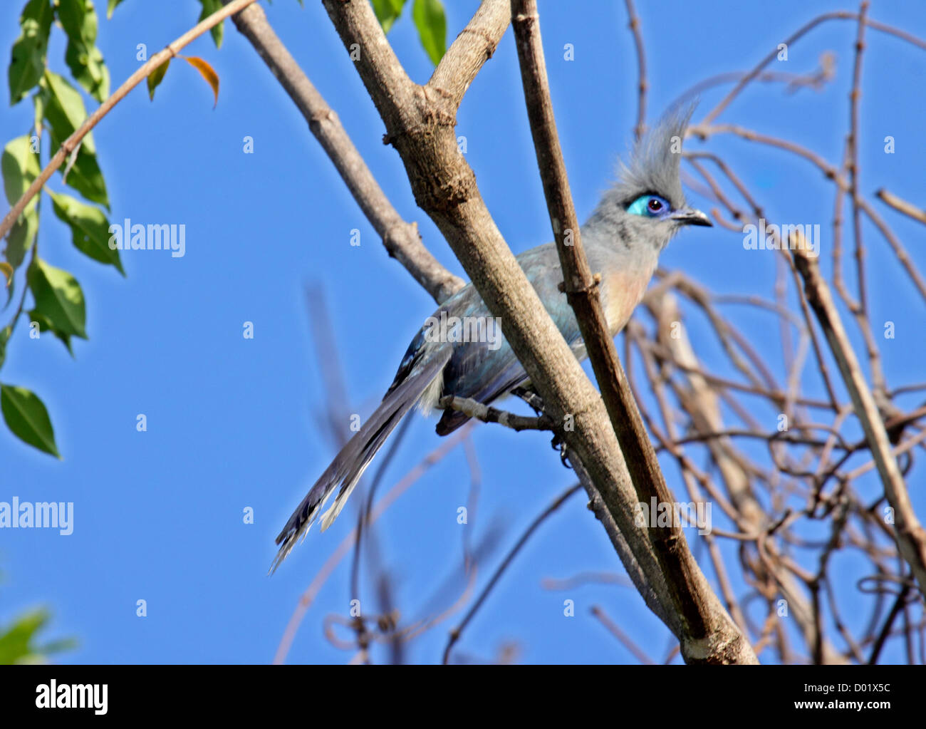 Madagascar couas hi-res stock photography and images - Alamy