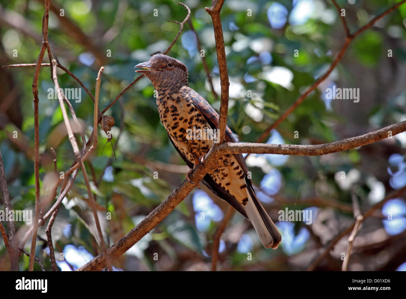 Madagascar cuckoo roller female Stock Photo - Alamy