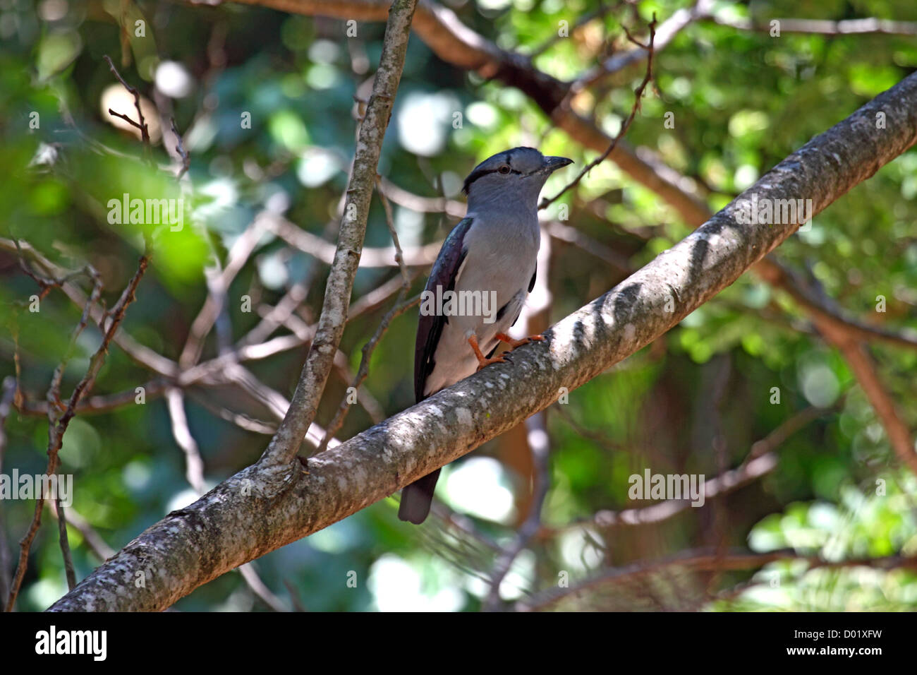 Madagascar cuckoo roller hi-res stock photography and images - Alamy