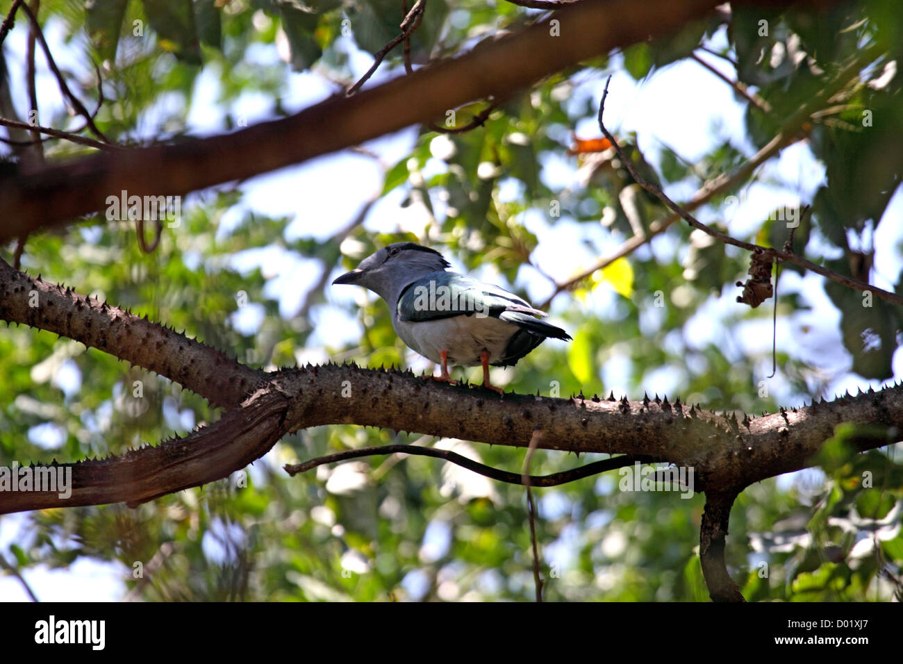 Madagascar cuckoo roller hi-res stock photography and images - Alamy