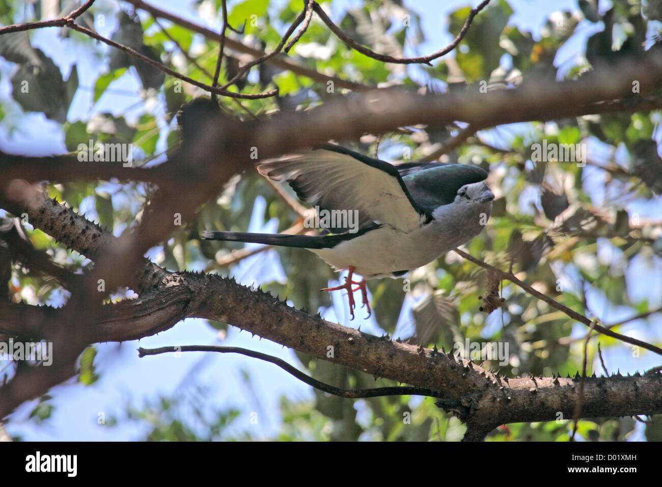 Madagascar cuckoo roller flying from perch Stock Photo - Alamy