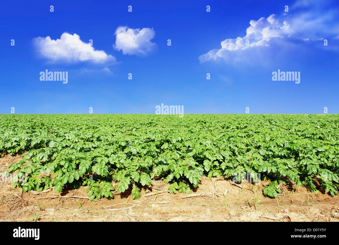 Potato field against blue sky and clouds in sunlight Stock Photo - Alamy
