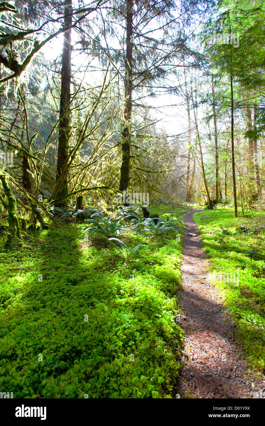 Path Through Forest and Light Stock Photo - Alamy