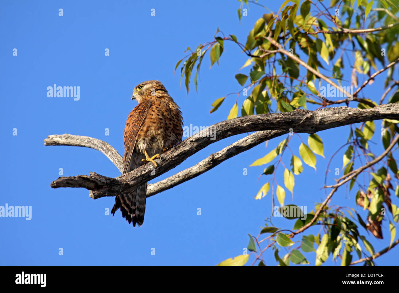 Madagascar kestrel on hunting perch in Madagascar Stock Photo - Alamy