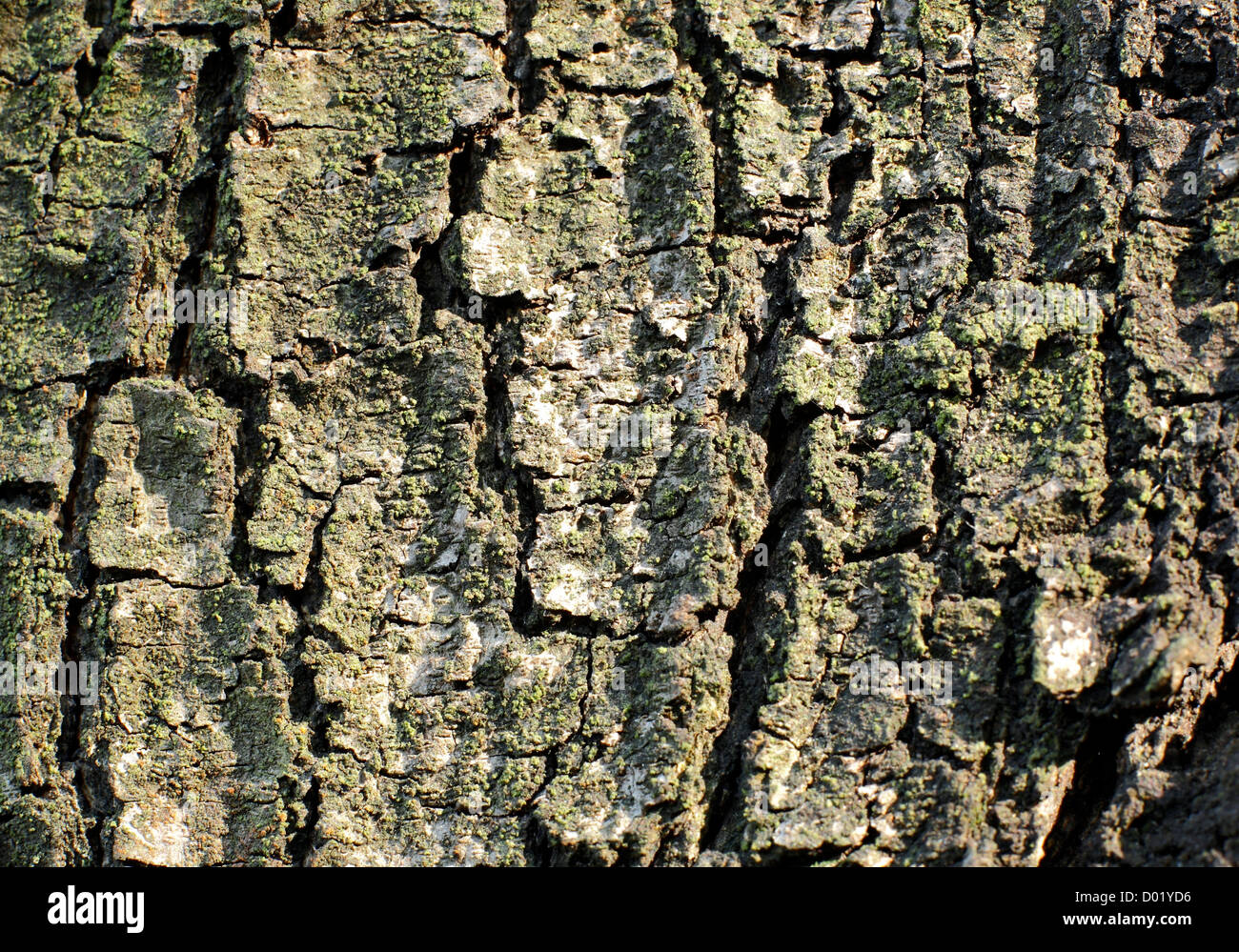 Tree bark texture Stock Photo - Alamy