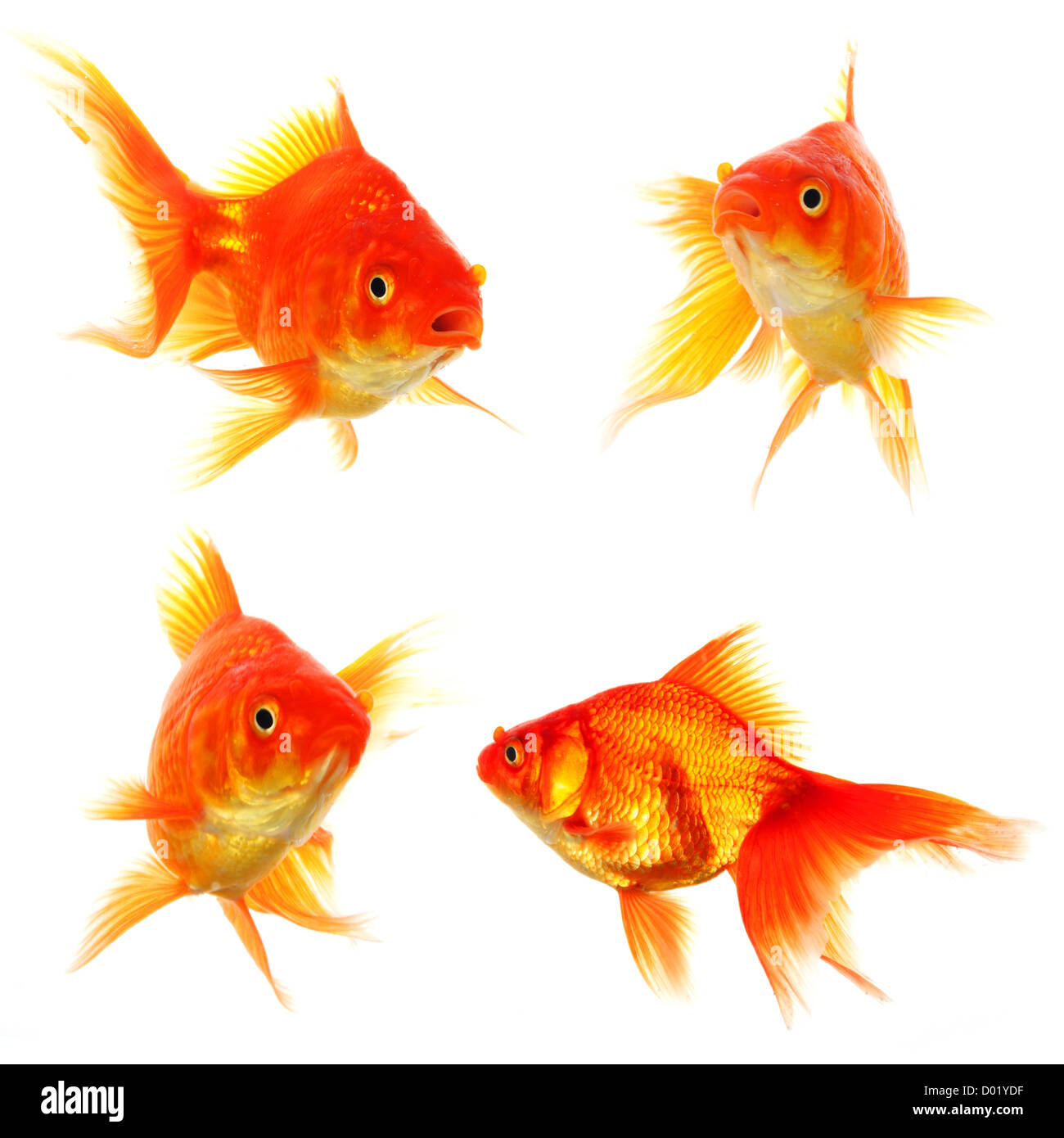 goldfish collection or group or fishes isolated on white background ...