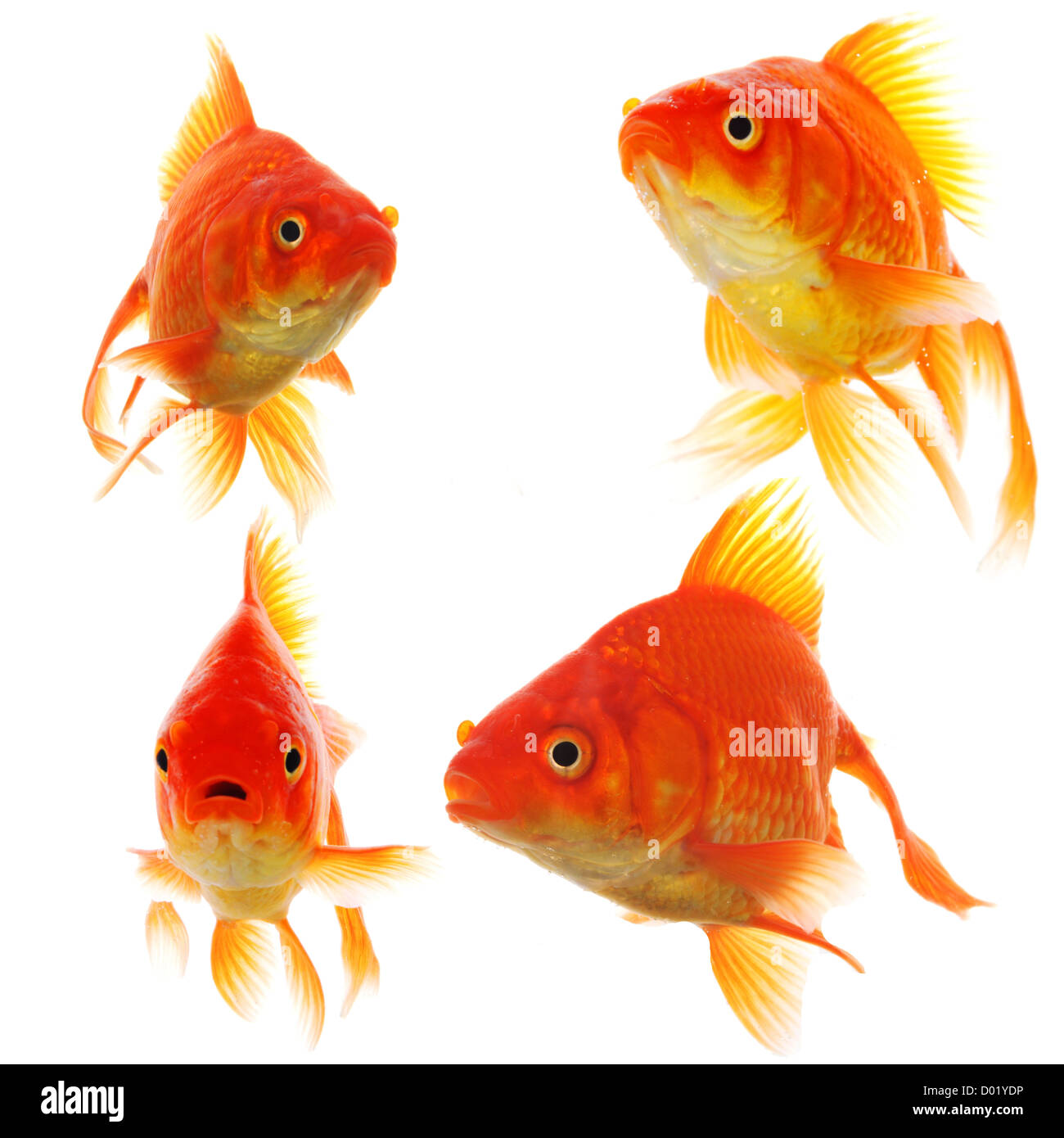 goldfish collection or group or fishes isolated on white background ...