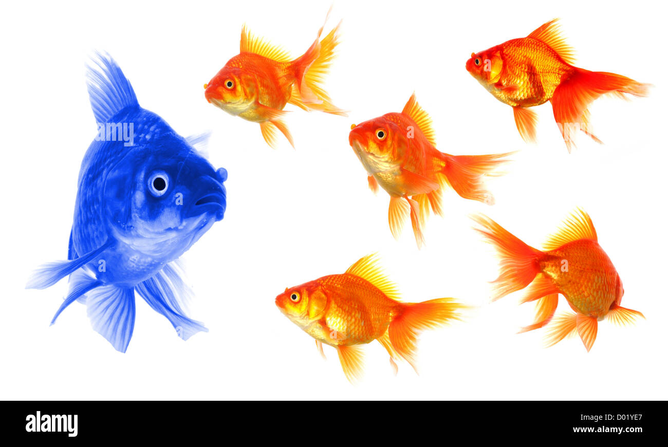 standing out of the crowd concept with individual successful goldfish ...