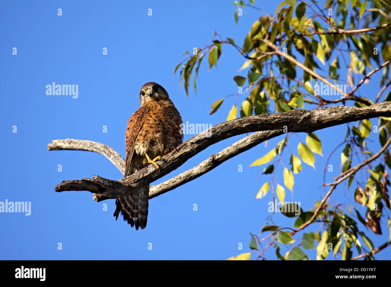 Madagascar kestrel on hunting perch in Madagascar Stock Photo - Alamy