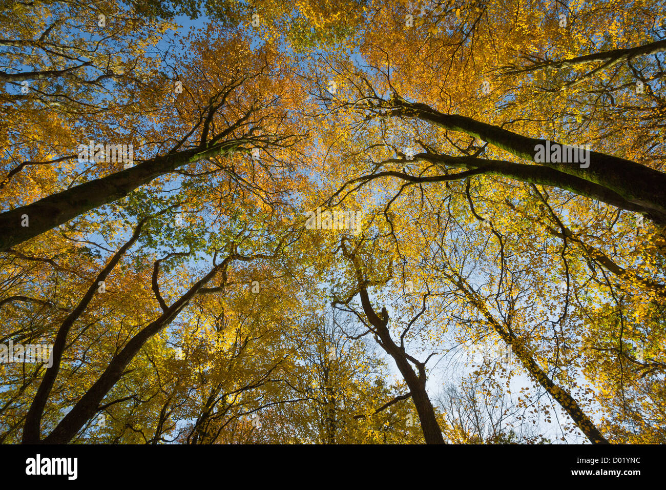 Trees Worms Eye View High Resolution Stock Photography and Images - Alamy
