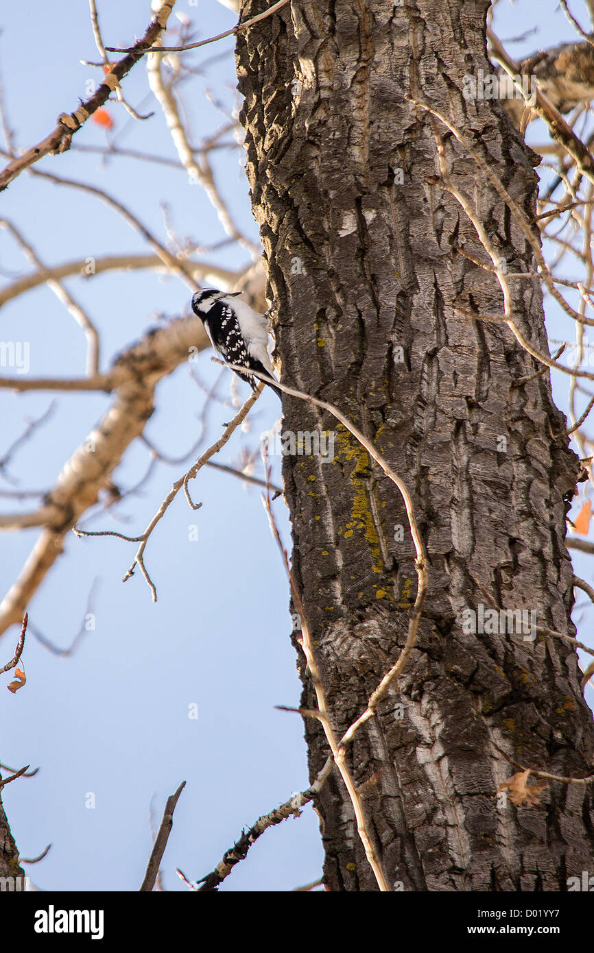 Young Hairy Woodpecker (Picoides villosus) Downy Woodpecker Stock Photo ...