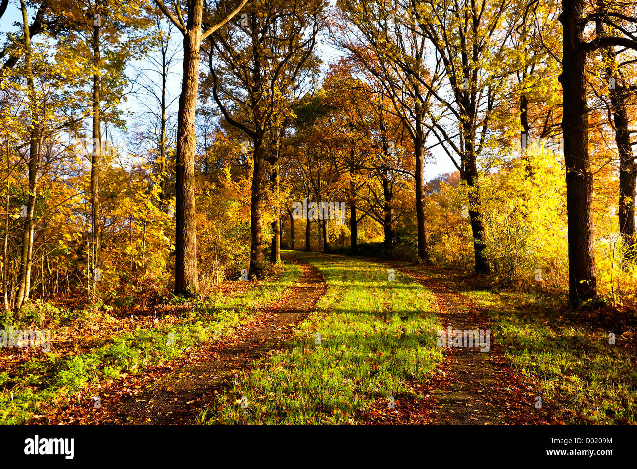 rural road between yellow autumn trees Stock Photo - Alamy