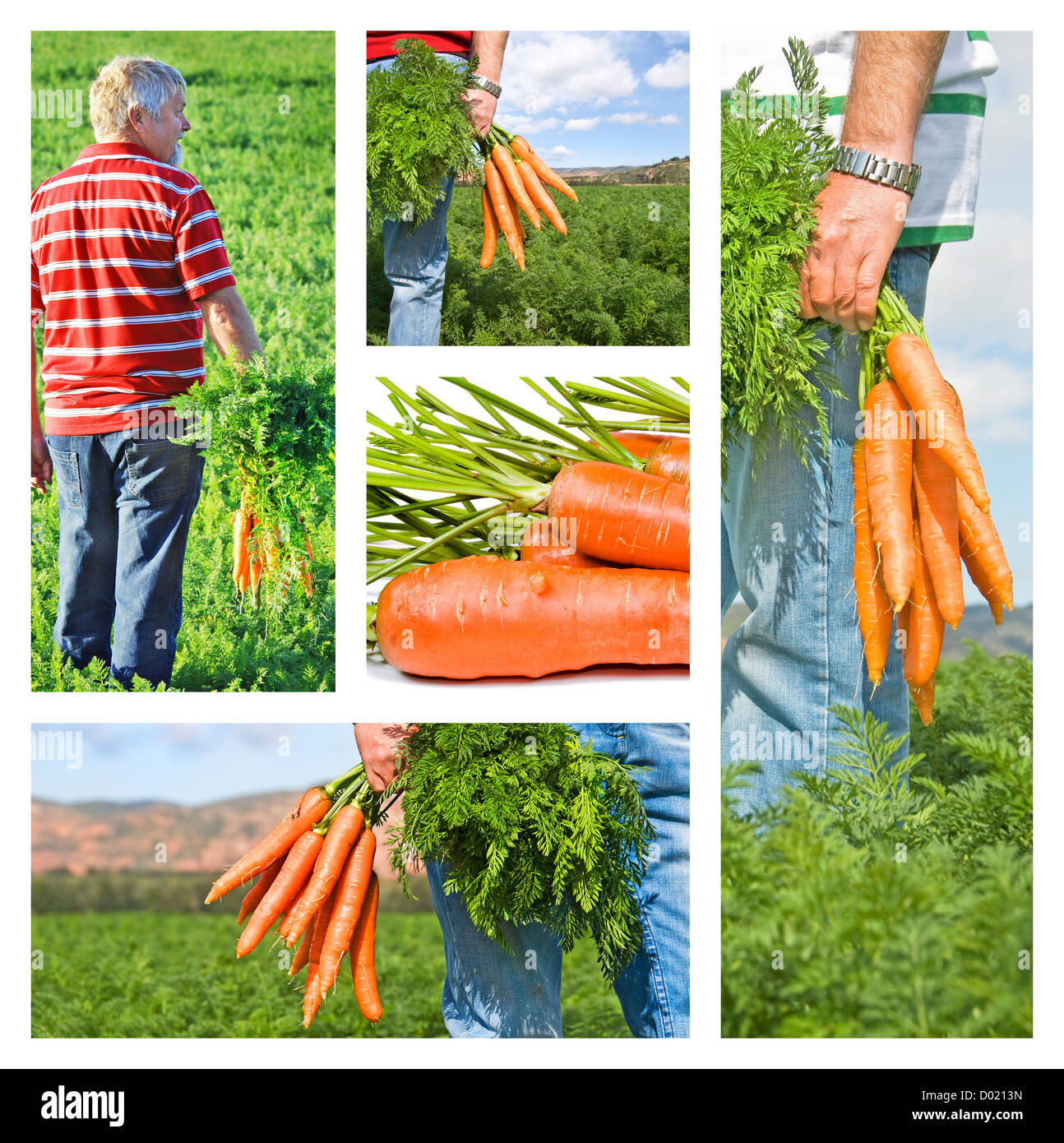 Collage of carrot farmer on his farm Stock Photo - Alamy