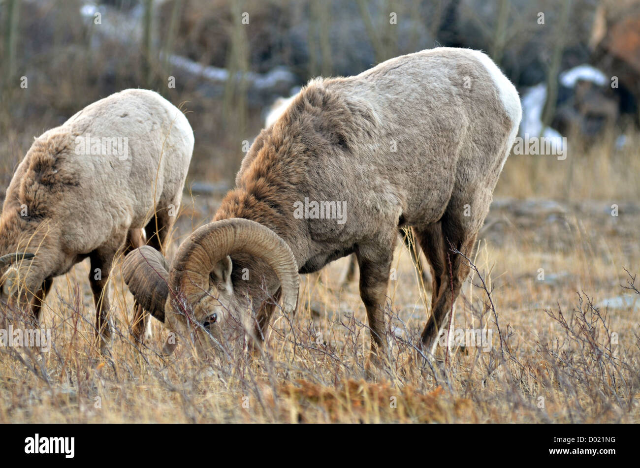 Wilds ram grazing Stock Photo - Alamy